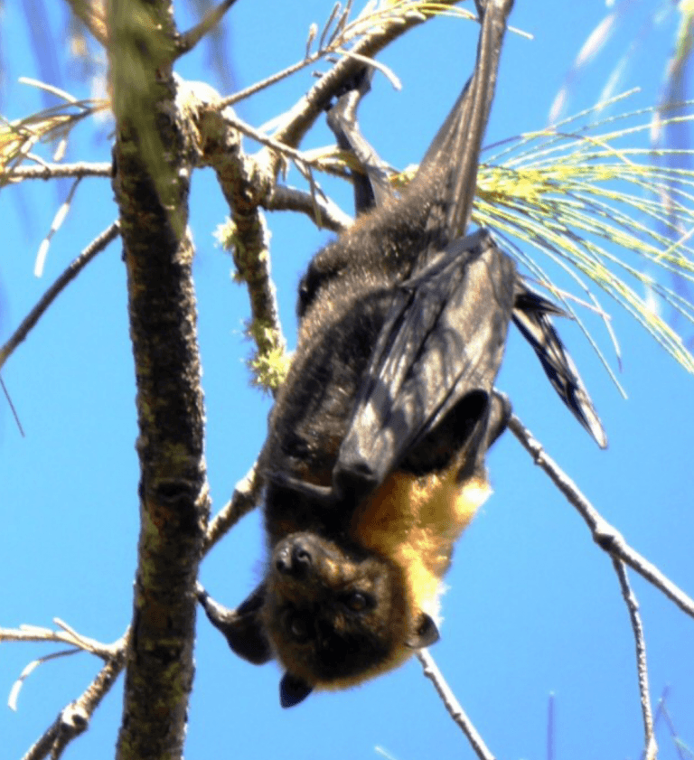 Sacred South Pacific Flying Foxes | Golden Glow