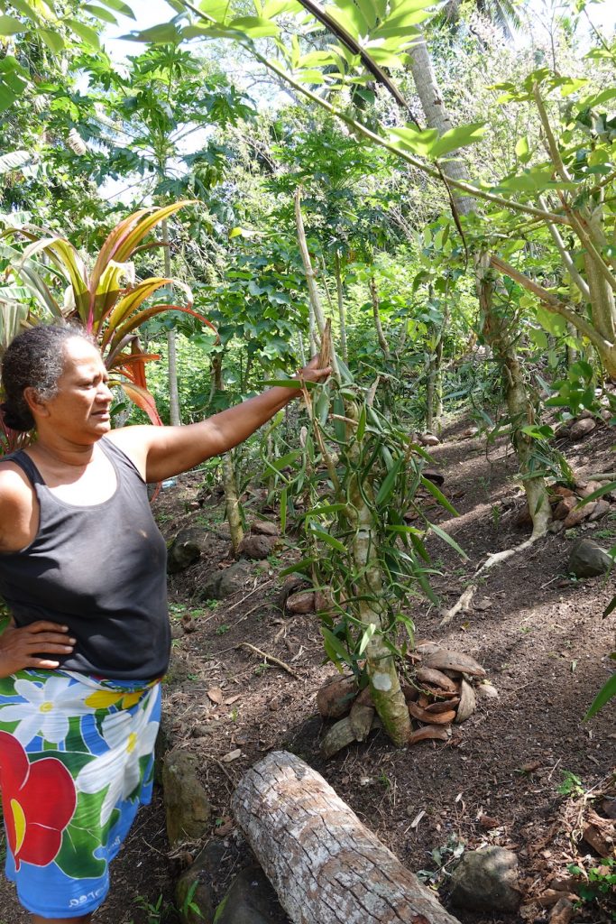Tahitian Vanilla – from Farm to Table | Golden Glow