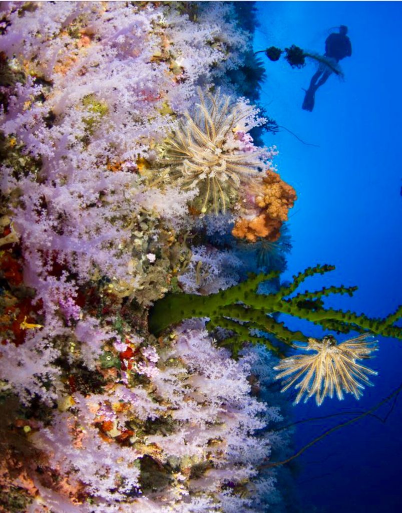 Fiji, the Soft Coral Capital of the World | Golden Glow